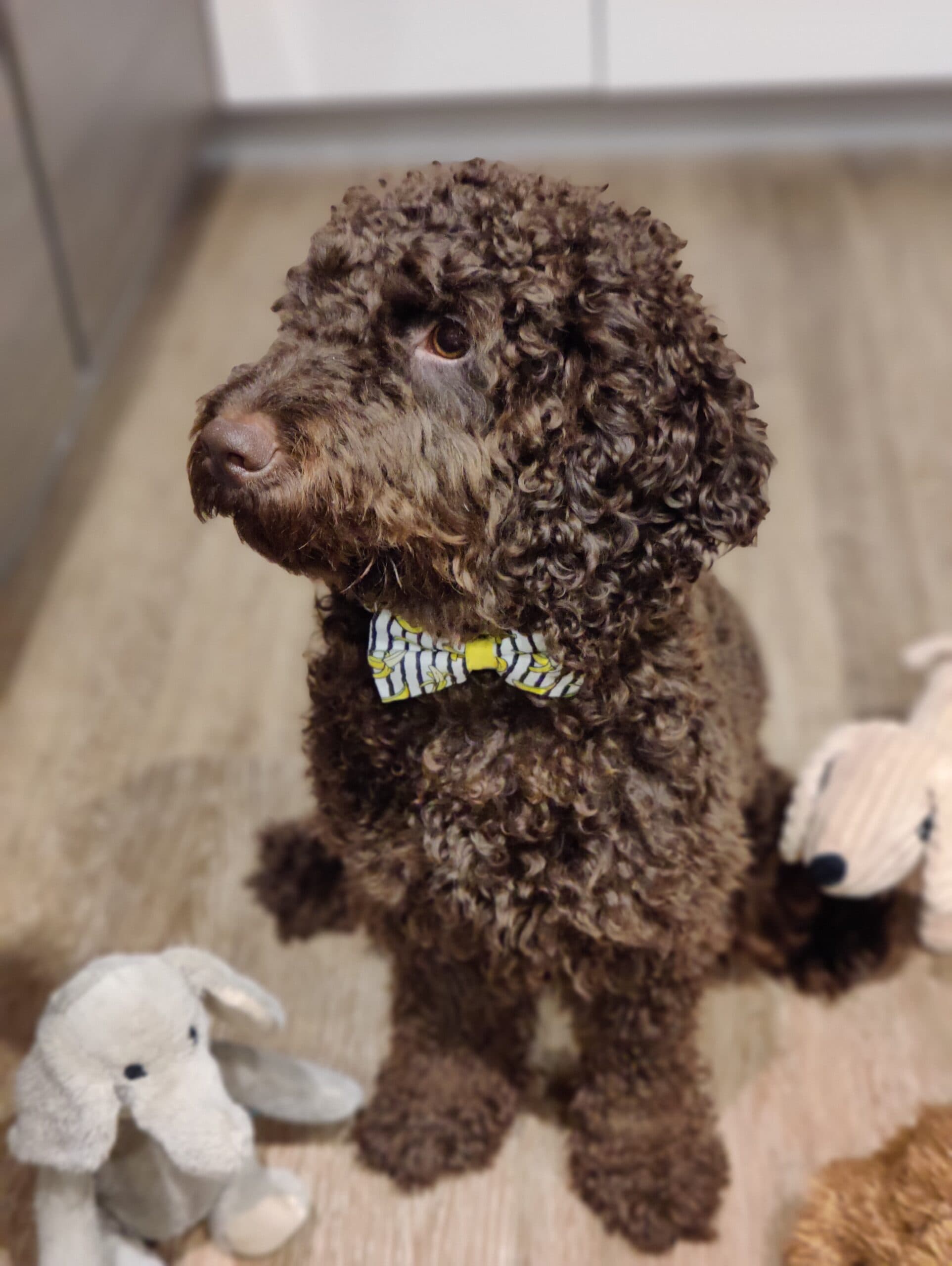 Snyk + International Dog Day: recap | Snyk