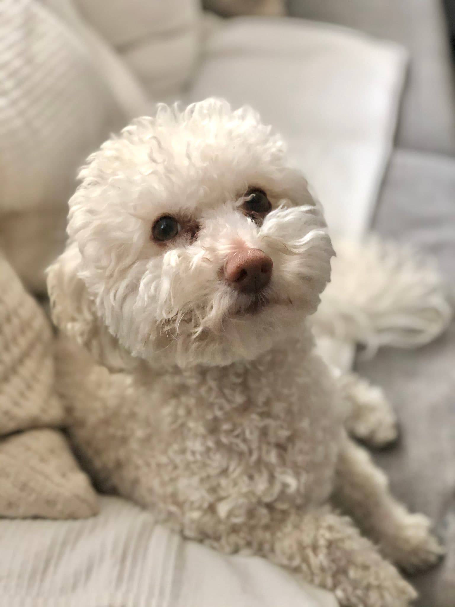 Snyk + International Dog Day: recap | Snyk