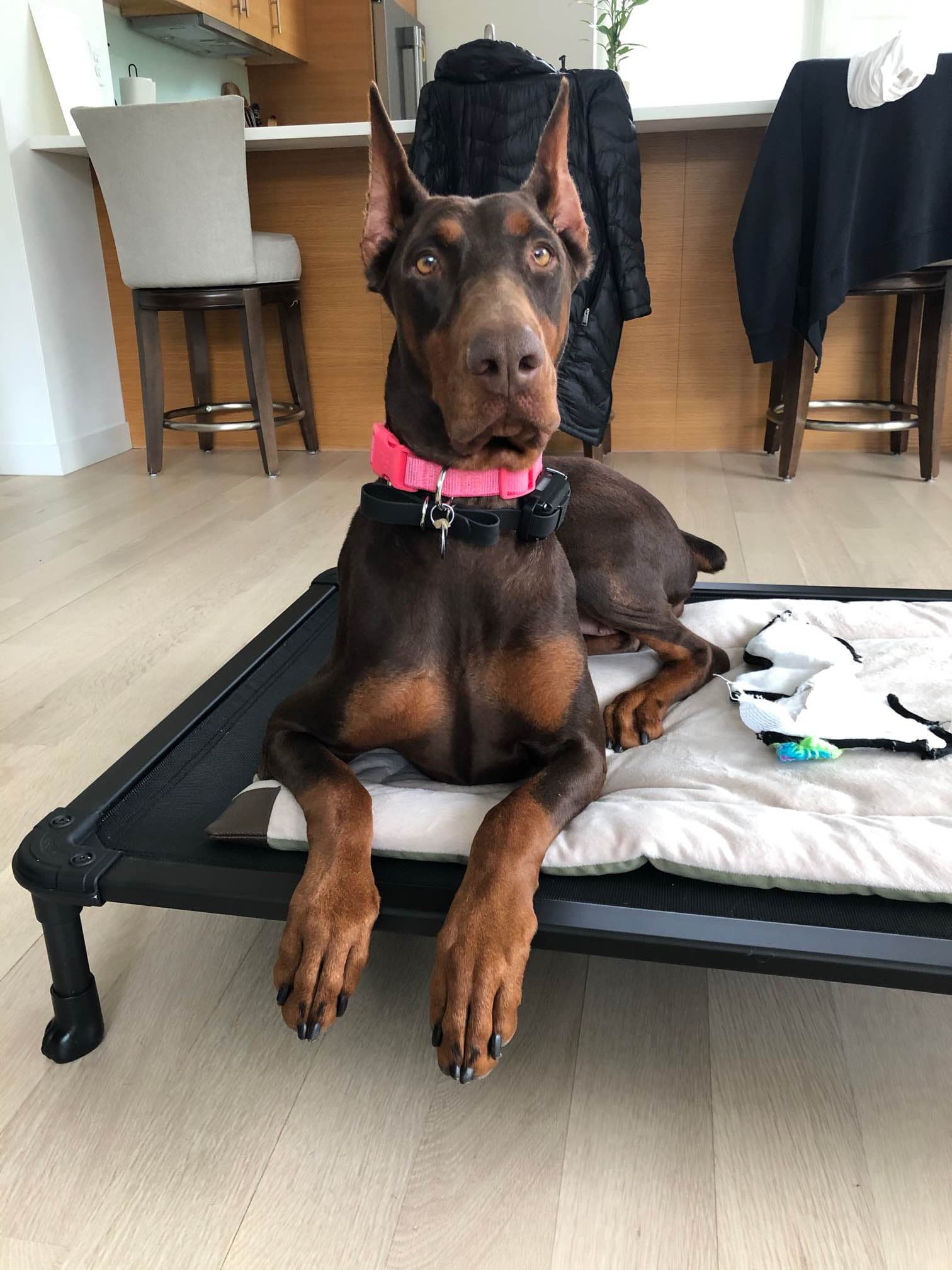 Snyk + International Dog Day: recap | Snyk